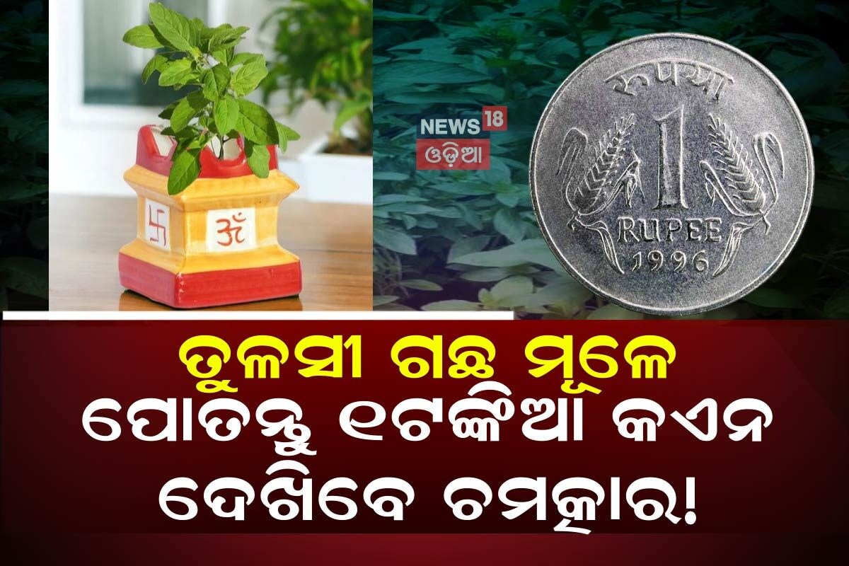 Tulsi: ତୁଳସୀ ଗଛ ମୂଳରେ ପୋତନ୍ତୁ ୧ଟଙ୍କିଆ କଏନ! ଆପେ ଘଟିବ ଚମତ୍କାର, ରହିବନି ...