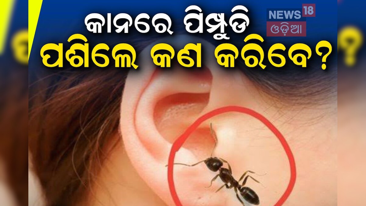 Ear Care: କାନରେ ପିମ୍ପୁଡି ପଶିଥିଲେ କଣ କରିବେ? ଆପଣାନ୍ତୁ ଏହି ସିମ୍ପଲ ଟ୍ରିକ୍ସ ...