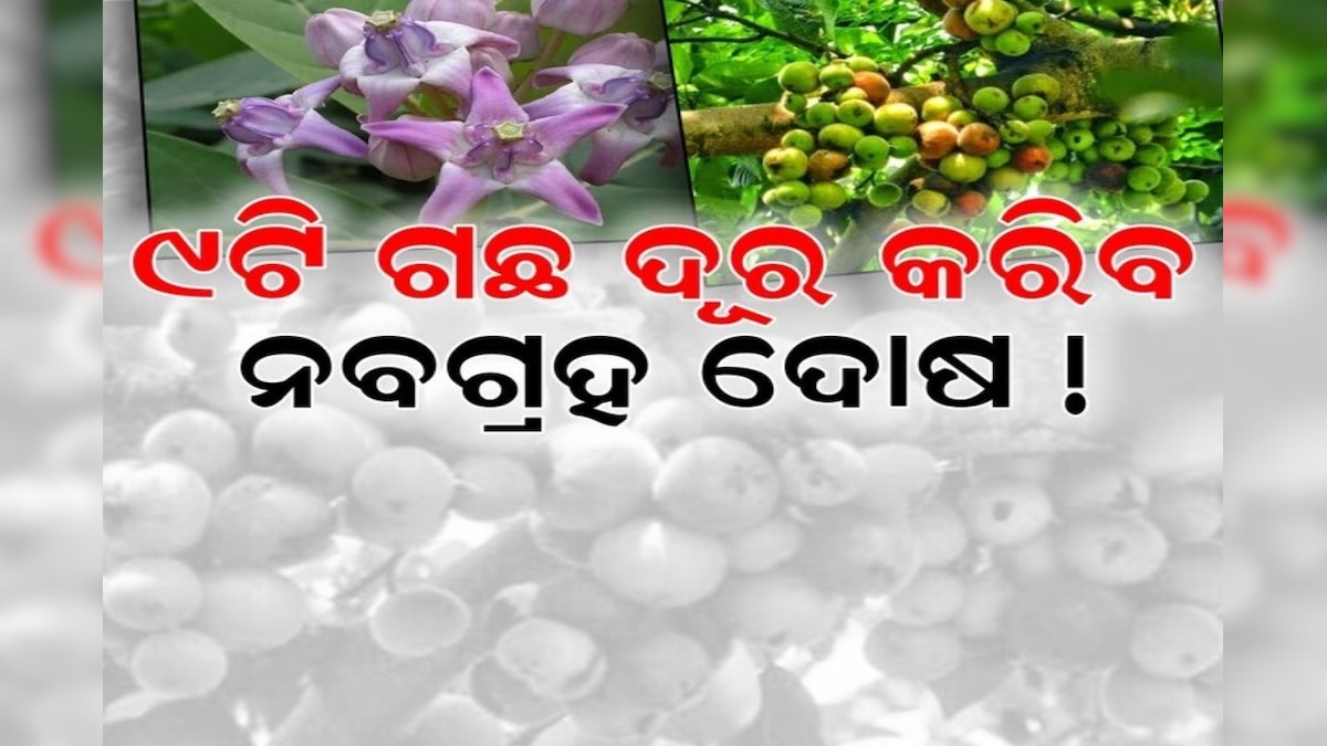 Dharma Astha: ଶନି,ରାହୁ ଓ କେତୁ ଦେବେ ଶୁଭ ଫଳ; ନବଗ୍ରହ ଦୋଷ ଦୂର କରିବ ଏହି ଗଛ ...