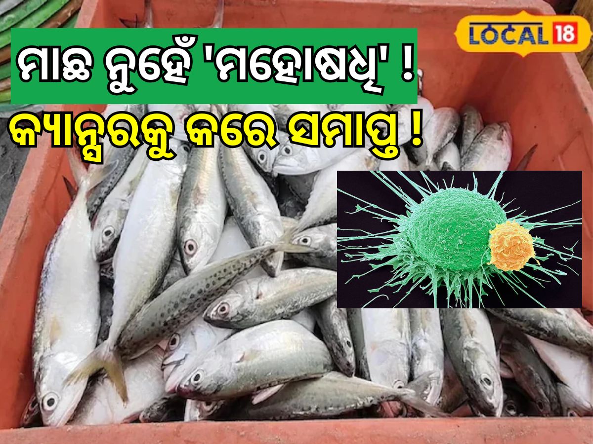 Fish: ମାଛ ନୁହେଁ 'ମହୋଷଧି'! କ୍ୟାନ୍ସରକୁ କରେ ସମାପ୍ତ ! ଜାଣନ୍ତୁ... this fish ...