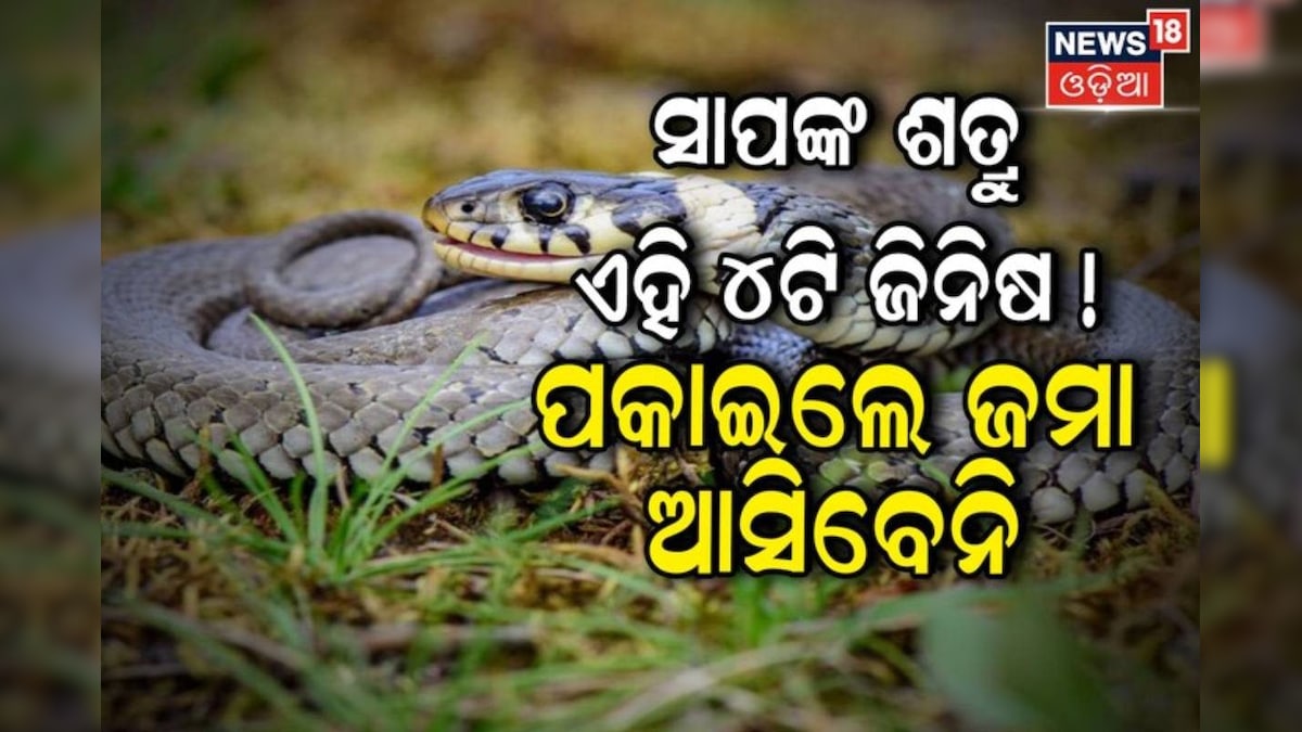 Snake: ସାପଙ୍କ ପରମ ଶତ୍ରୁ ଏହି ୪ଟି ଜିନିଷ; ବୁନ୍ଦାଏ ପକାଇଲେ ଦୁଆର ଉପରକୁ ...