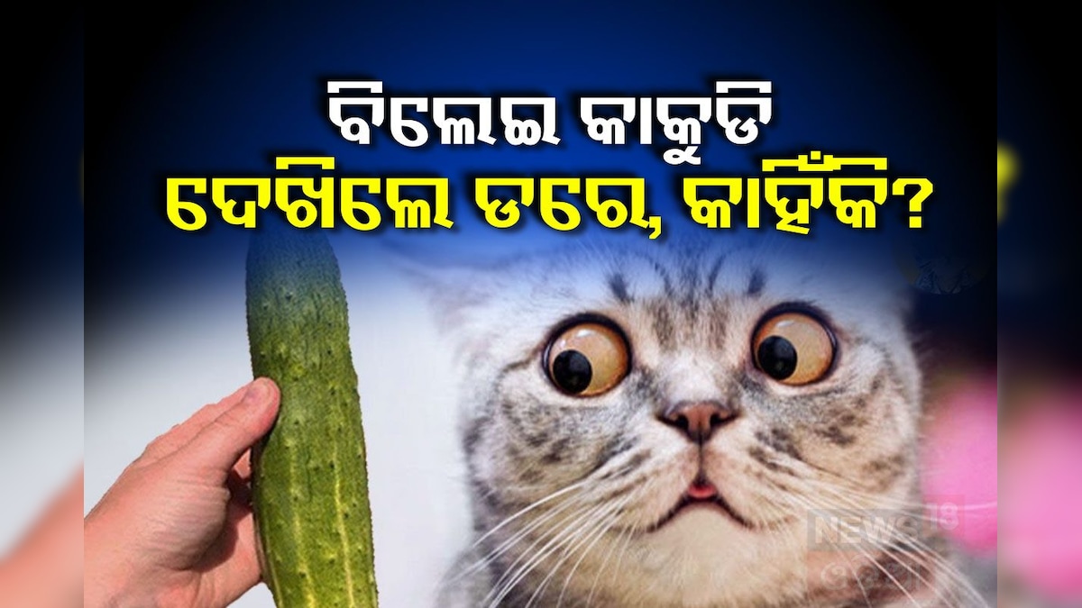 କାକୁଡିକୁ ବିଲେଇର ପ୍ରାଣ ଭୟ! ଘରେ ବିରାଡ଼ି ରଖିଥିଲେ ବି କହିପାରିବେନି କାହିଁକି ...