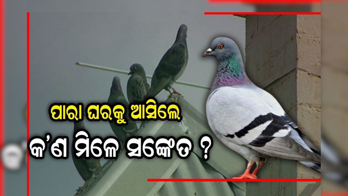 Vastu Tips for Pigeons: ପାରା ଘରକୁ ବାରମ୍ବାର ଆସୁଛନ୍ତି କି ? ଏହି ଲକ୍ଷଣ ...
