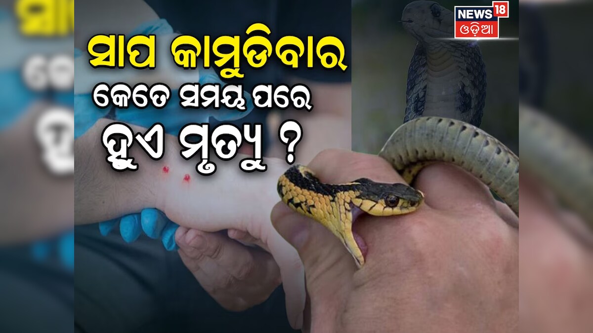 Snake Bite: ସାପ କାମୁଡିଲେ ଆଗ କଣ କରିବେ? ଜାଣିଥାନ୍ତୁ, କେବେ ନା କେବେ କାମରେ ...