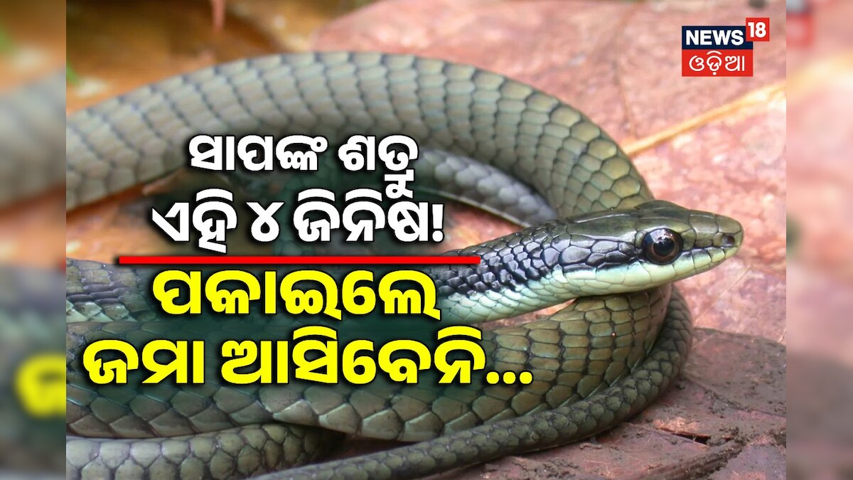 Snake: ସାପଙ୍କ ପରମ ଶତ୍ରୁ ଏହି ୪ଟି ଜିନିଷ; ବୁନ୍ଦାଏ ପକାଇଲେ କୋଷେ ଦୂରରେ ରହିବେ ...