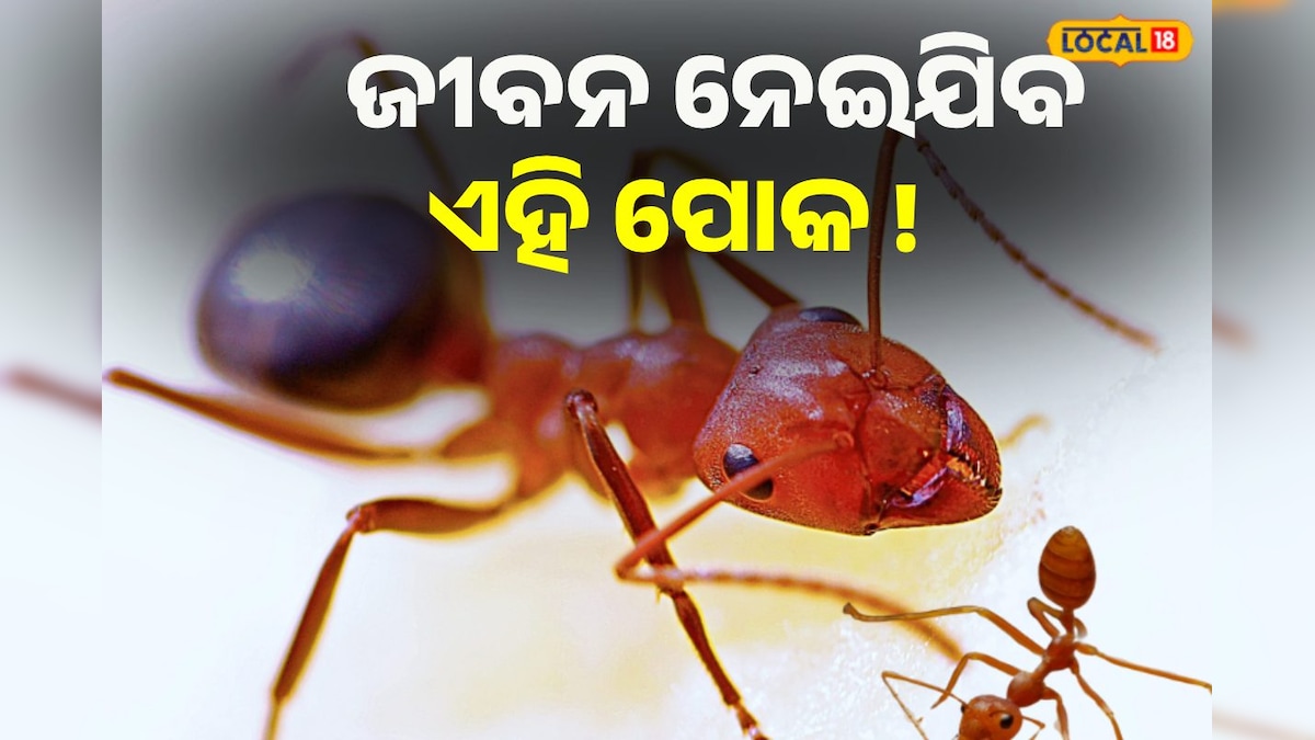 Dangerous Insects:ଛୋଟ ହେଲେ ଭାରି ବିଷାକ୍ତ, ଦେଖିଲେ ଦୂରେଇ ଯାଆନ୍ତୁ ନହେଲେ ...