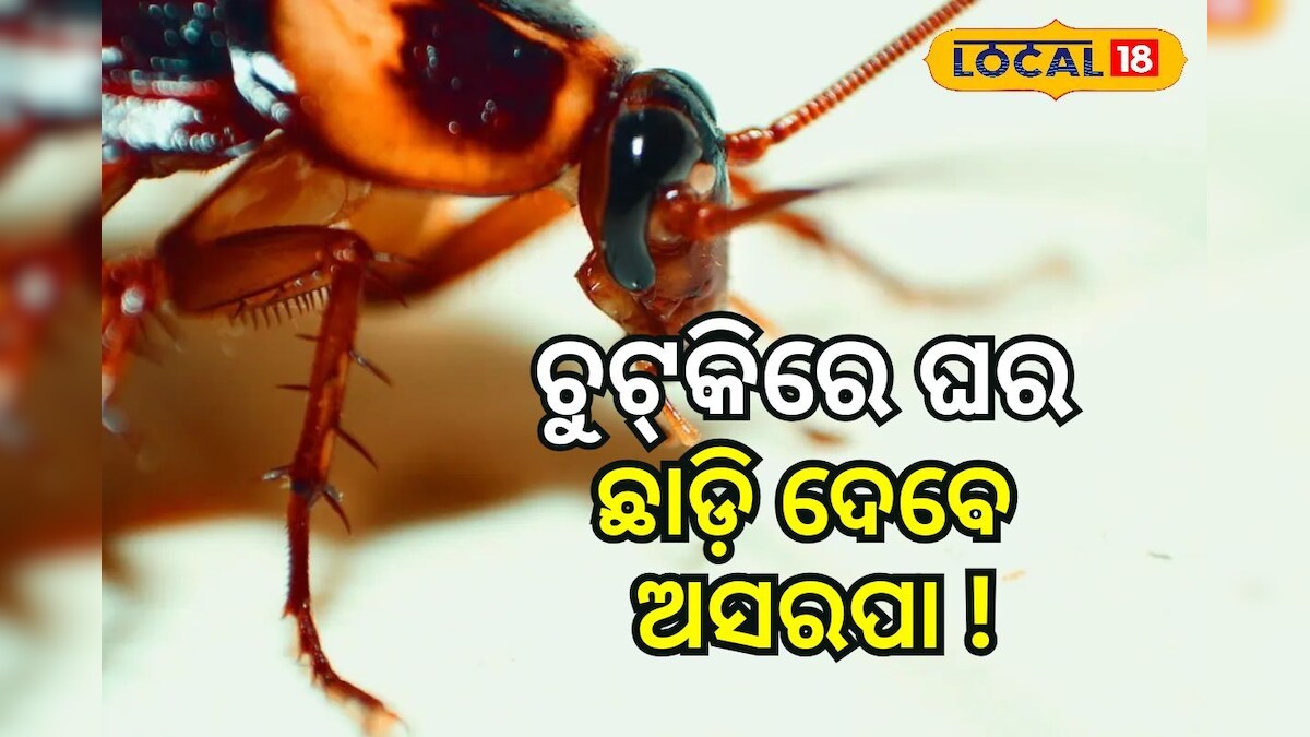 Telapoka: ଏହି ଜିନିଷ ପକାନ୍ତୁ,୫ ମିନିଟ୍‌ରେ ଘର ଛାଡ଼ିଦେବେ ଅସରପା ! telapoka ...