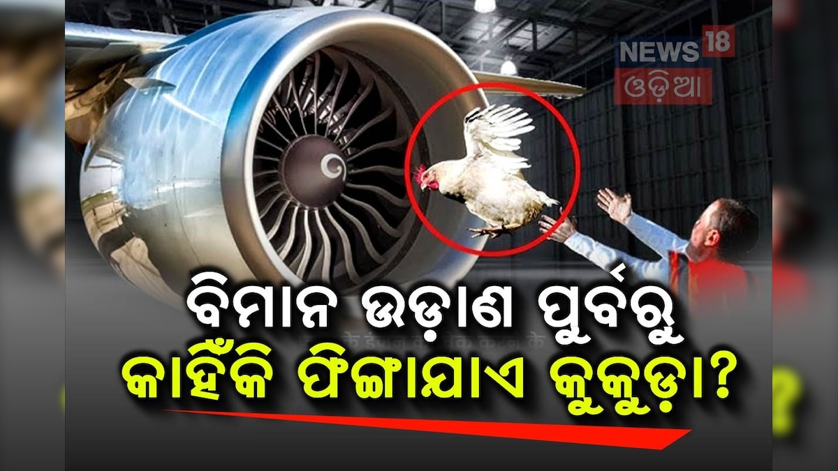Plane Engine: ବିମାନ ଉଡ଼ାଣ ପୂର୍ବରୁ କାହିଁକି ଫିଙ୍ଗାଯାଏ କୁକୁଡ଼ା? ଜାଣିଛନ୍ତି ...