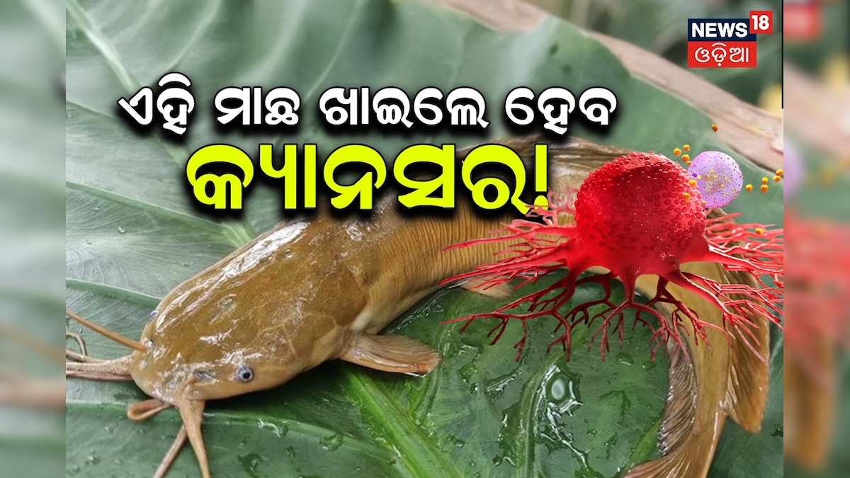 Banned Fish Causes Cancer: ଭାରତରେ ବ୍ୟାନ୍ ଏହି ମାଛ; ମାଗଣାରେ ମିଳିଲେ ବି ଆଦୌ ...