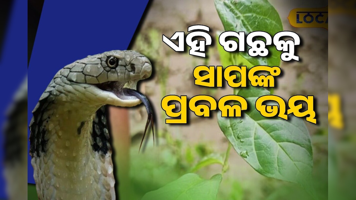 Snake: ଘର ପାଖରେ ଲଗାନ୍ତୁ ଏହି ଗଛ... କୋଷେ ଦୂରରେ ରହିବେ ସାପ Tribal Methods ...