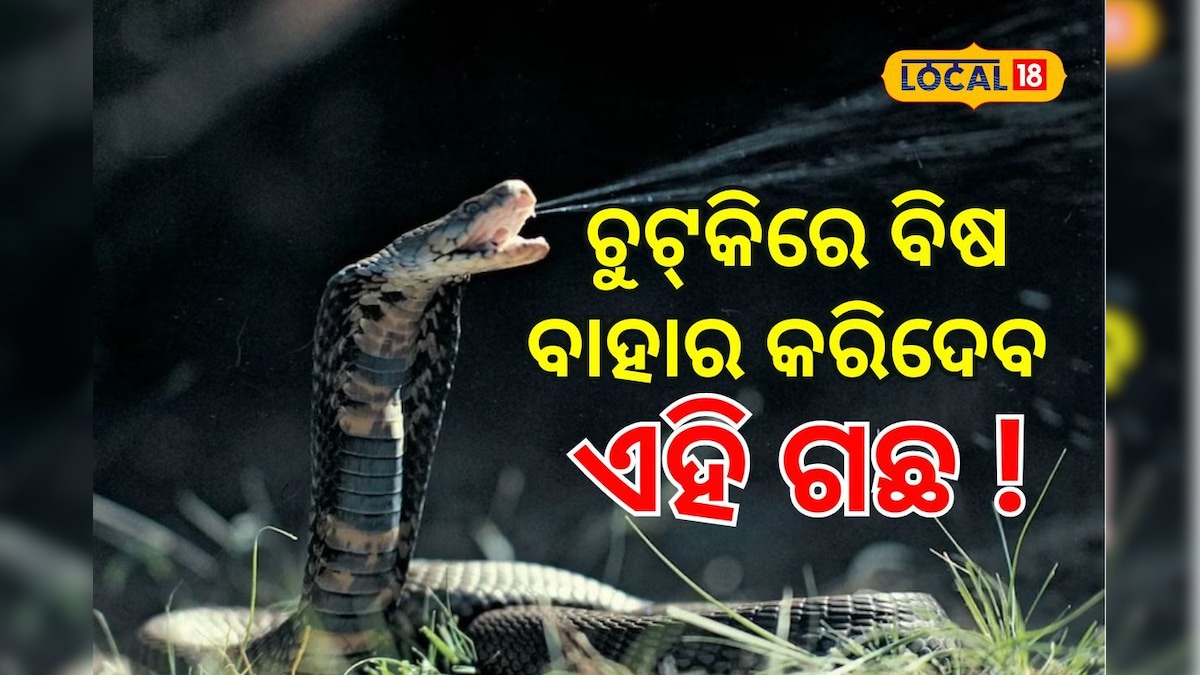 Snake Bite: ସହଜରେ ସାପ ବିଷ ବାହାର କରିଦେବ ଏହି ସବୁ ଗଛ ! these powerful ...