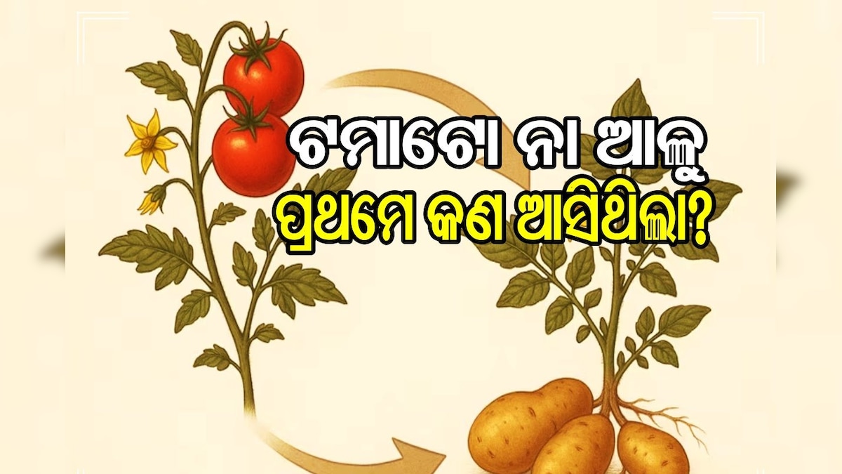 Knowledge: ଟମାଟୋ ନା ଆଳୁ, ଦୁନିଆକୁ ପ୍ରଥମେ କଣ ଆସିଥିଲା? ବୈଜ୍ଞାନିକଙ୍କ ...