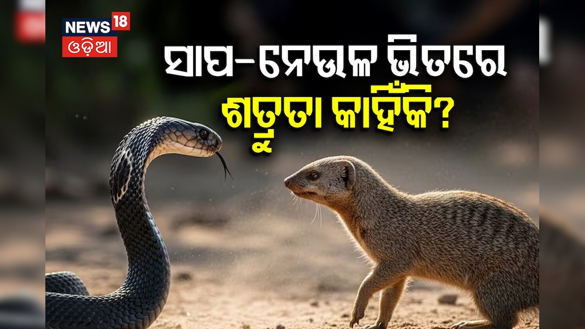 Snake-Mongoose Fight: ସାପ-ନେଉଳ ଭିତରେ ଶତ୍ରୁତା କାହିଁକି? ଏହା ପଛରେ ଅଛି ରୋଚକ କାହାଣୀ, ଜାଣନ୍ତୁ... why ...