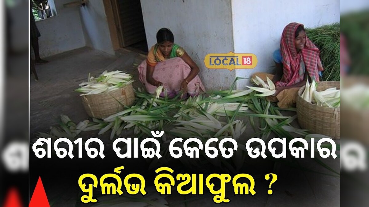 ଜାଣନ୍ତୁ କିଆ ଫୁଲର ଔଷଧିୟ ଗୁଣ ! ଚୁଟକିରେ ଗାଏବ କରିବ...Learn about the ...