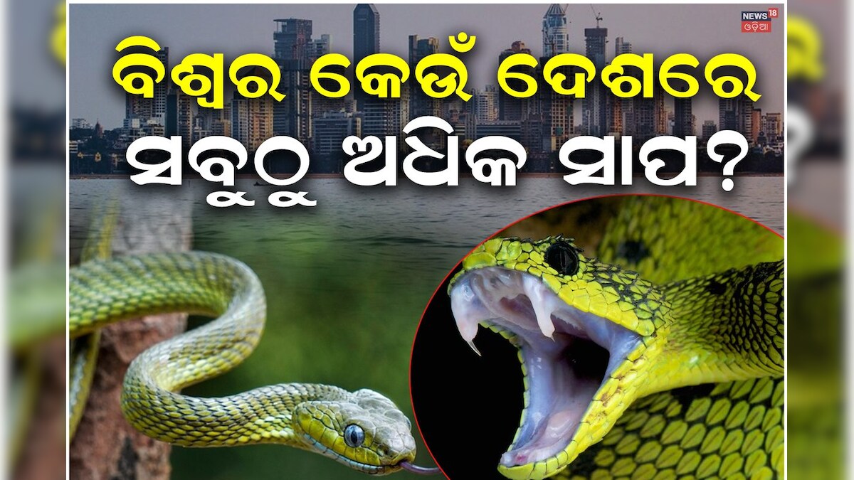 Snake Facts: ବିଶ୍ବର କେଉଁ ଦେଶରେ ସବୁଠୁ ଅଧିକ ସାପ, ୯୦% ଲୋକ ଜାଣିନାହାଁନ୍ତି ...