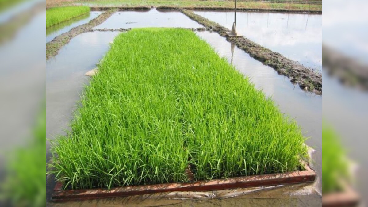 ਮੌਸਮ ’ਚ ਬਦਲਾਅ: ਝੋਨੇ ਦੀ ਬਿਜਾਈ ਕਰਨ ਵਾਲੇ ਕਿਸਾਨਾਂ ਨੂੰ ਯੂਨੀਵਰਸਿਟੀ ਦੀ ਖਾਸ ...