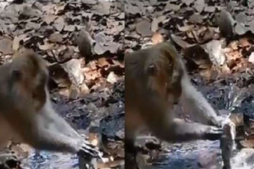 viral video of monkey trying to save water from pipe,ਬਾਂਦਰ ਨੇ ਕੀਤਾ ...