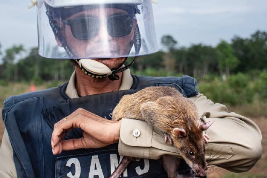 ਚੂਹੇ ਕਰ ਰਹੇ ਨੇ ਅਜਿਹਾ ਕੰਮ, ਦੁਨੀਆਂ ਭਰ ‘ਚ ਹੋ ਰਹੀ ਹੈ ਤਾਰੀਫ – News18 ਪੰਜਾਬੀ