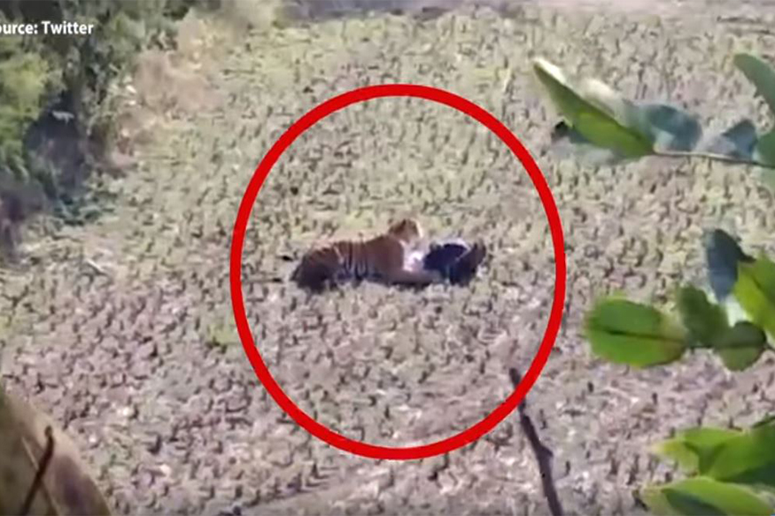 A video showing a tiger attacking a man after getting cornered by a ...