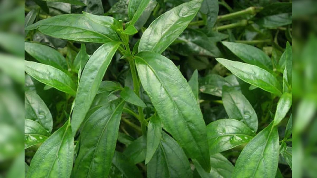 Kalmegh Plant Benefits: ਸਿਹਤ ਲਈ ਬੜੇ ਕੰਮ ਦਾ ਹੈ ਕਾਲਮੇਘ ਦਾ ਪੌਦਾ, ਜਾਣੋ ...