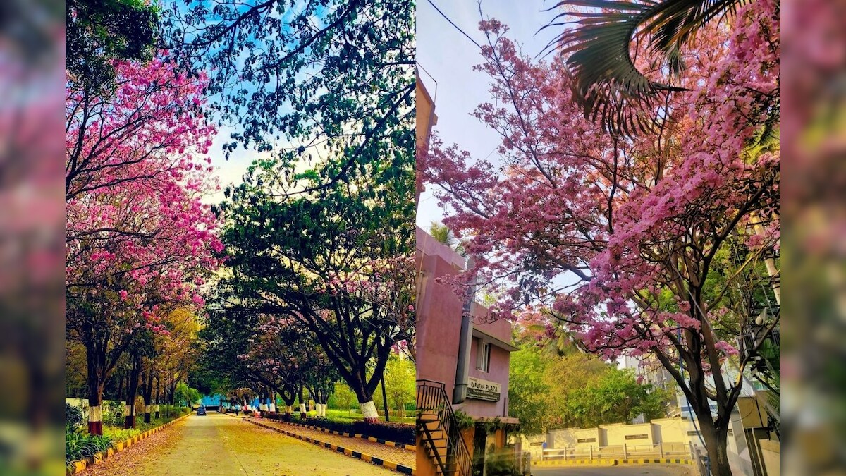 Pink Bengaluru: ਵੇਖੋ ਕਿਵੇਂ ਬਸੰਤ 'ਚ ਗ਼ੁਲਾਬੀ ਹੋਇਆ ਬੰਗਲੁਰੂ | - News18 Punjab