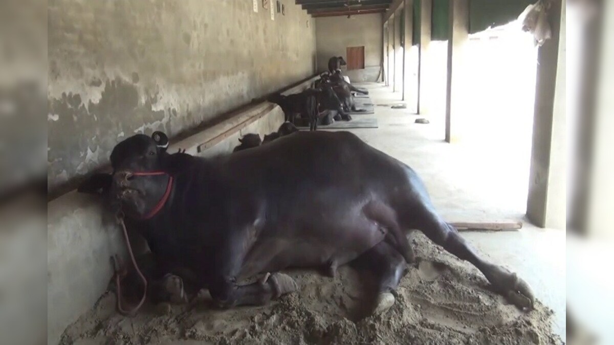 Death of Sultan Bull: 21 ਕਰੋੜ ਦੇ ਝੋਟੇ 'ਸੁਲਤਾਨ' ਦੀ ਦਿਲ ਦਾ ਦੌਰਾ ਪੈਣ ਕਾਰਨ ...