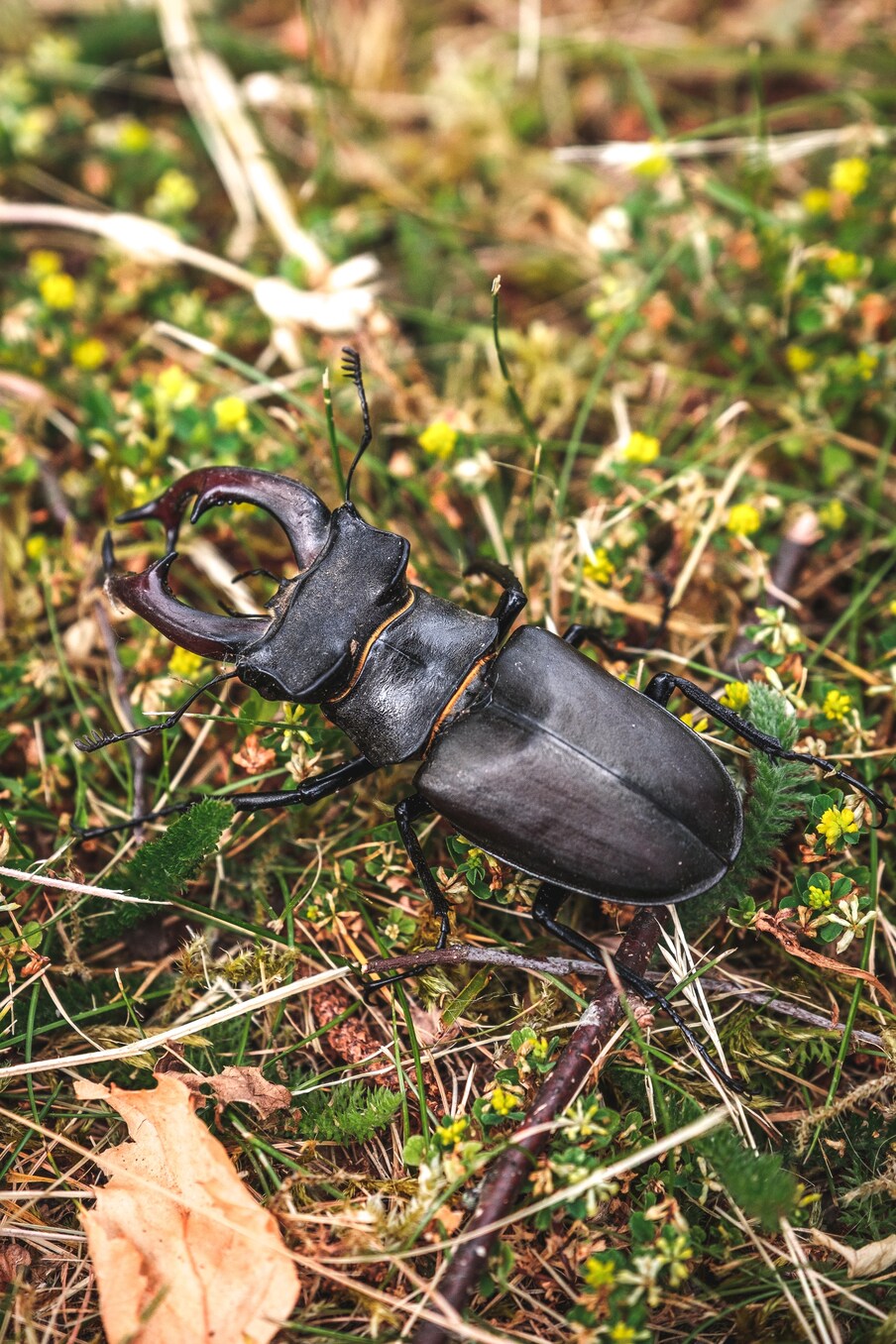 Stag Beetle – The Most Expensive Insect in the World-ਸਟੈਗ ਬੀਟਲ - ਦੁਨੀਆ ...