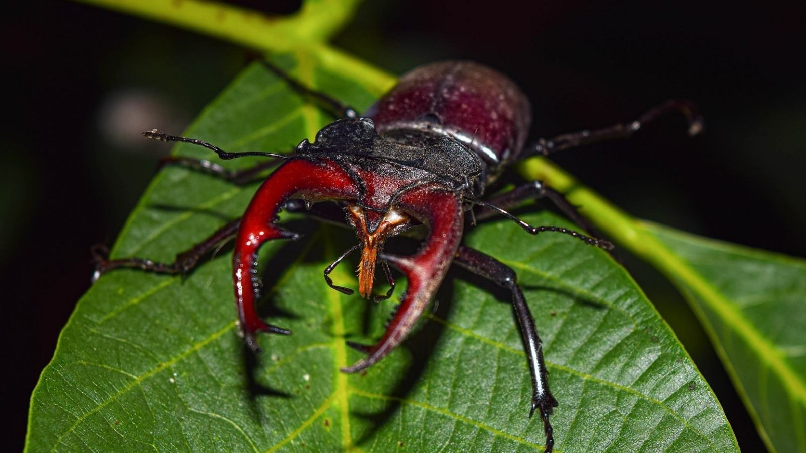 Stag Beetle – The Most Expensive Insect in the World-ਸਟੈਗ ਬੀਟਲ - ਦੁਨੀਆ ...