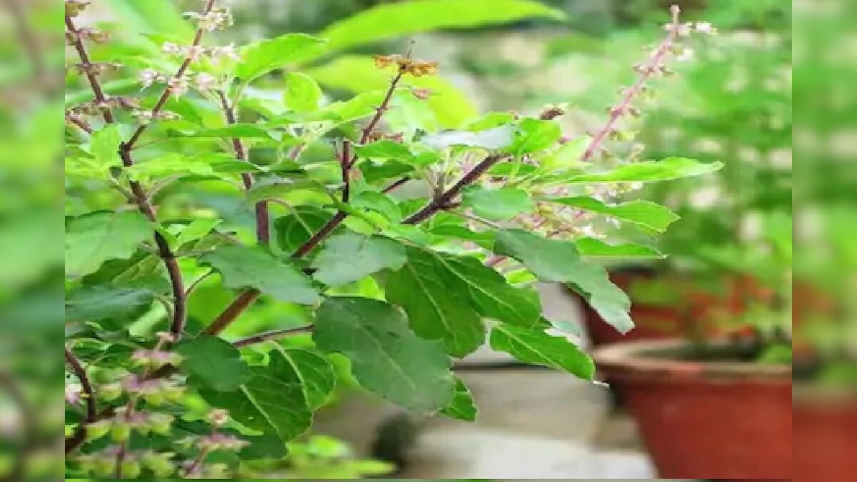 Tips: ਤੁਲਸੀ ਦੇ ਪੌਦੇ ਤੋਂ ਦੂਰ ਰੱਖੋ ਇਹ ਚੀਜ਼ਾਂ, ਨਹੀਂ ਤਾਂ ਮਾਂ ਲਕਸ਼ਮੀ ਹੋਵੇਗੀ ...