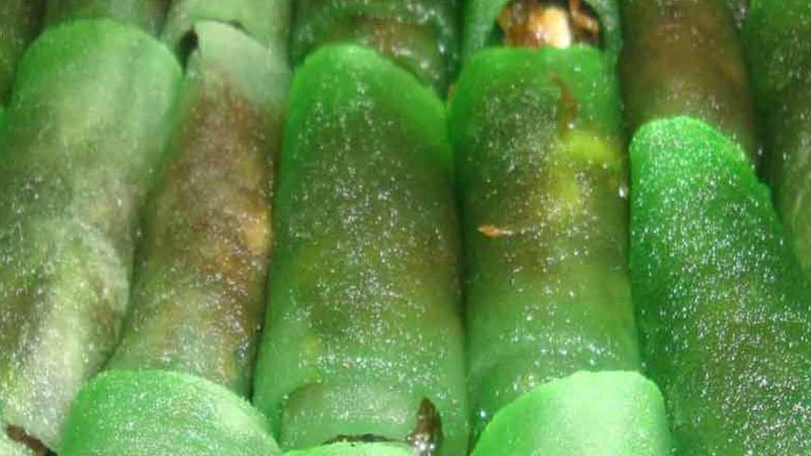 Pan Petha Roll: ਤਰਬੂਜ਼ ਦੇ ਛਿਲਕਿਆਂ ਤੋਂ ਬਣਾਓ ਮਿੱਠਾ ਪਾਨ ਪੇਠਾ ਰੋਲ, ਜਾਣੋ ...