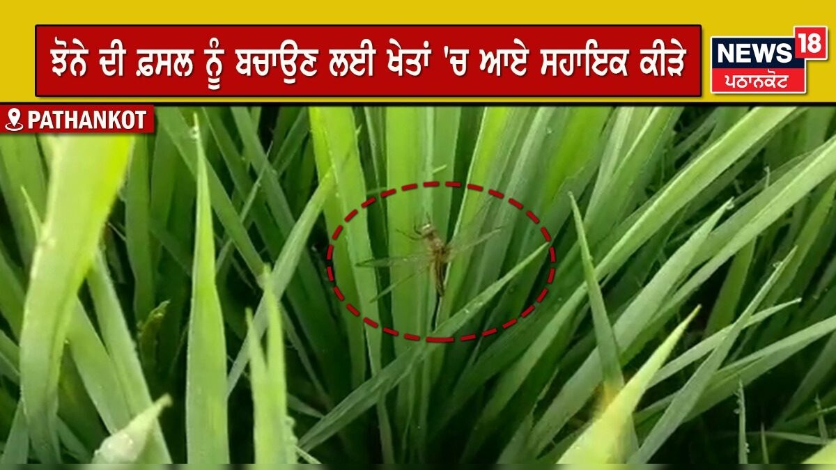 ਝੋਨੇ ਦੀ ਫ਼ਸਲ ਨੂੰ ਬਚਾਉਣ ਲਈ ਖੇਤਾਂ ਵਿੱਚ ਆਏ ਸਹਾਇਕ ਕੀੜੇ, ਖੇਤੀਬਾੜੀ ਵਿਭਾਗ ਨੇ ...