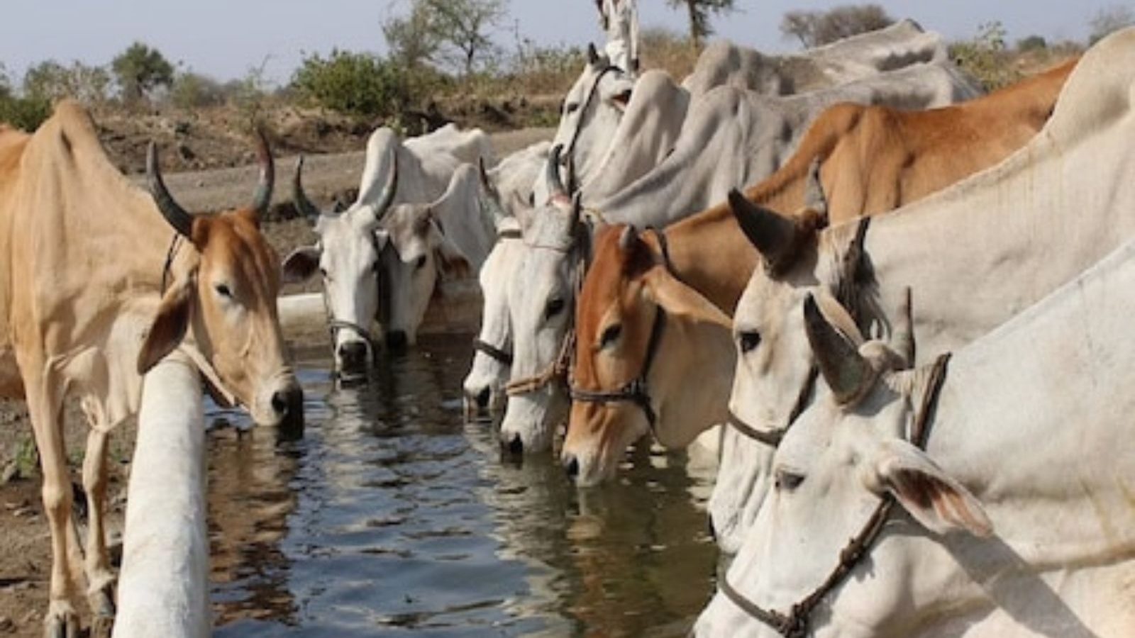 lubricant gel derived from cow mucus is effective in treatment of hiv ...