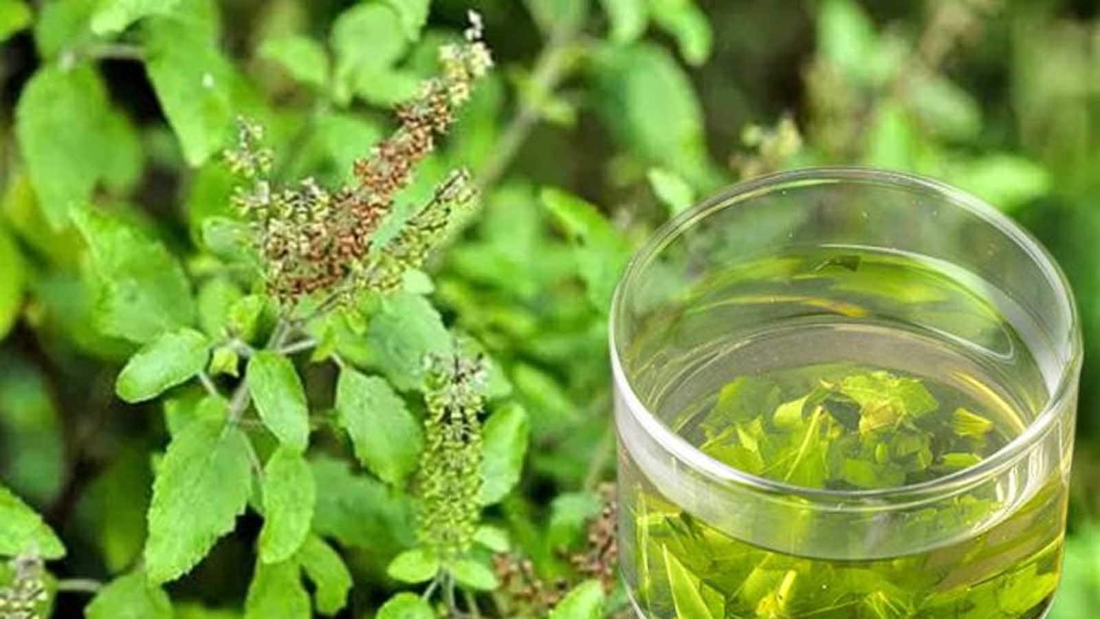Tulsi Water Upay: ਤੁਲਸੀ ਜਲ ਦੇ ਇਹ ਉਪਾਅ ਖੋਲ੍ਹਣਗੇ ਕਿਸਮਤ, ਮਾਂ ਲਕਸ਼ਮੀ ਦੀ ...