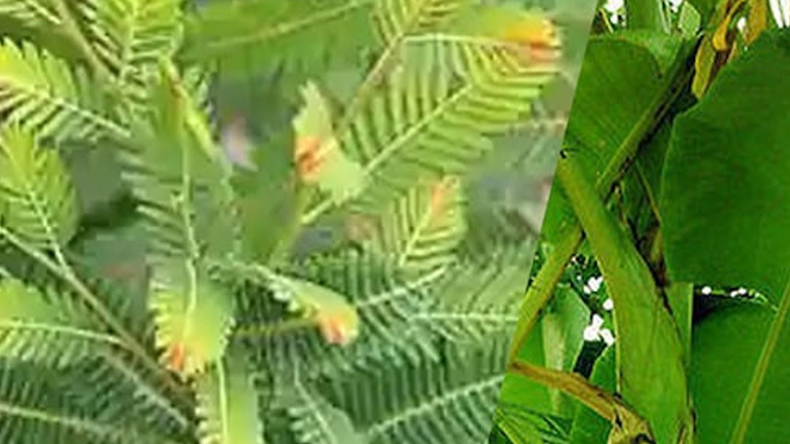 ਕੀ ਤੁਹਾਨੂੰ ਪਤਾ ਹੈ ਰੁੱਖਾਂ ਵਿੱਚ ਨਿਵਾਸ ਕਰਦੇ ਦੇਵਤਿਆਂ ਬਾਰੇ, ਇੱਥੇ ਜਾਣੋ ਰੁੱਖਾਂ ...