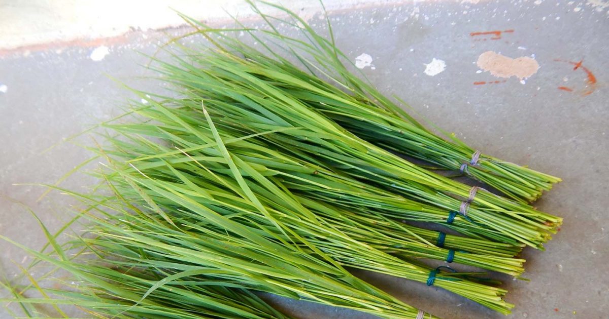 Durva Plant: ਦੁਰਵਾ ਦਾ ਪੌਦਾ ਇਸ ਦਿਸ਼ਾ 'ਚ ਲਗਾਉਣ ਨਾਲ ਆਵੇਗੀ ਸੁੱਖ ਸ਼ਾਂਤੀ ...