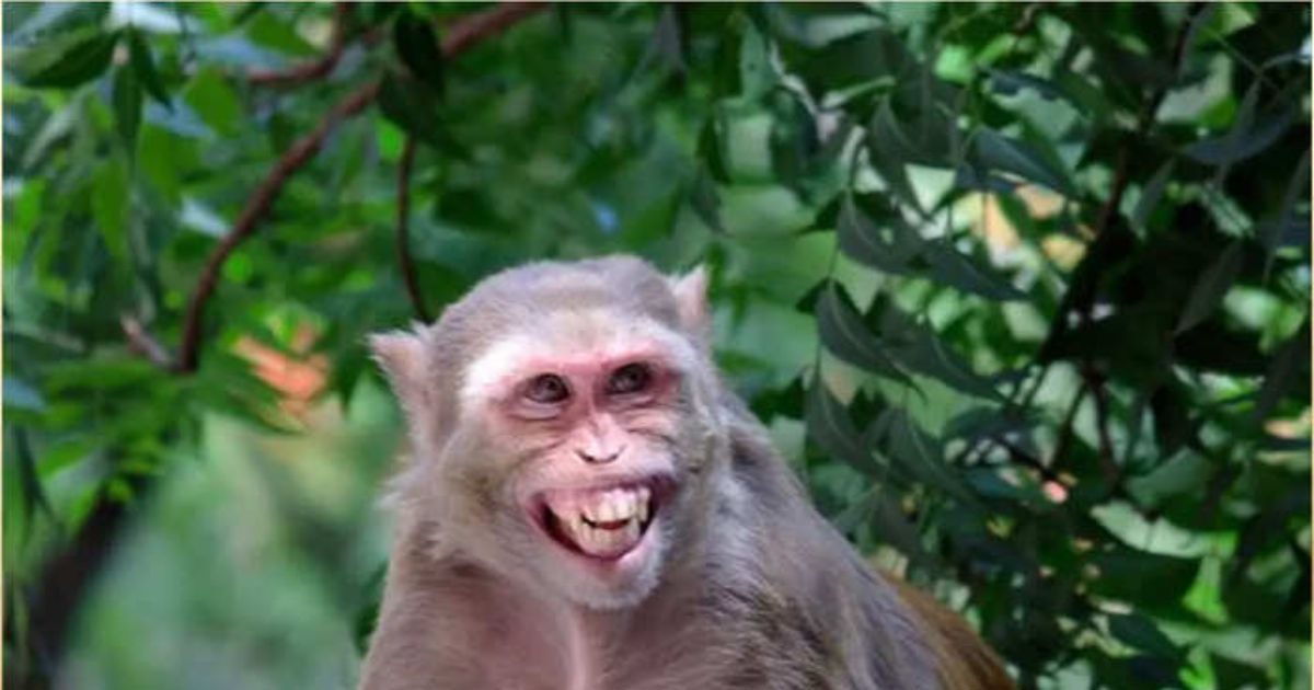 Indian monkey Pakistan, Pakistan authorities hand over Indian monkey to ...