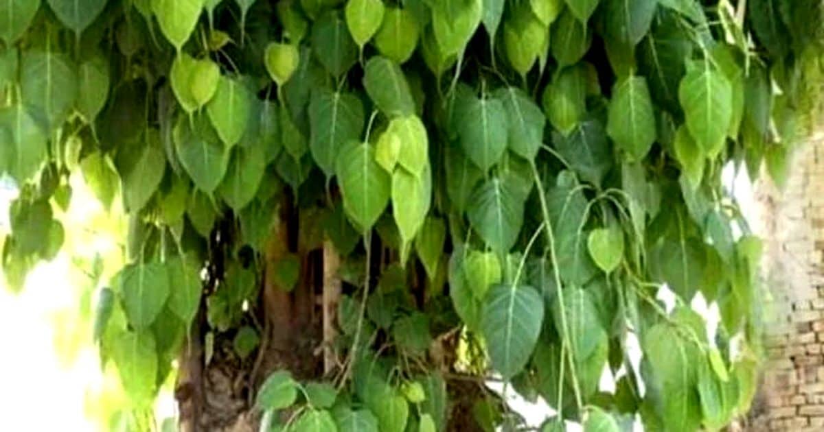 ਭਗਵਾਨ ਵਿਸ਼ਨੂੰ ਦੇ ਰੂਪ ਕਹੇ ਜਾਂਦੇ ਪਿੱਪਲ ਦੇ ਰੁੱਖ ਦੀ ਕਿਉਂ ਕੀਤੀ ਜਾਂਦੀ ਹੈ ਪੂਜਾ ...