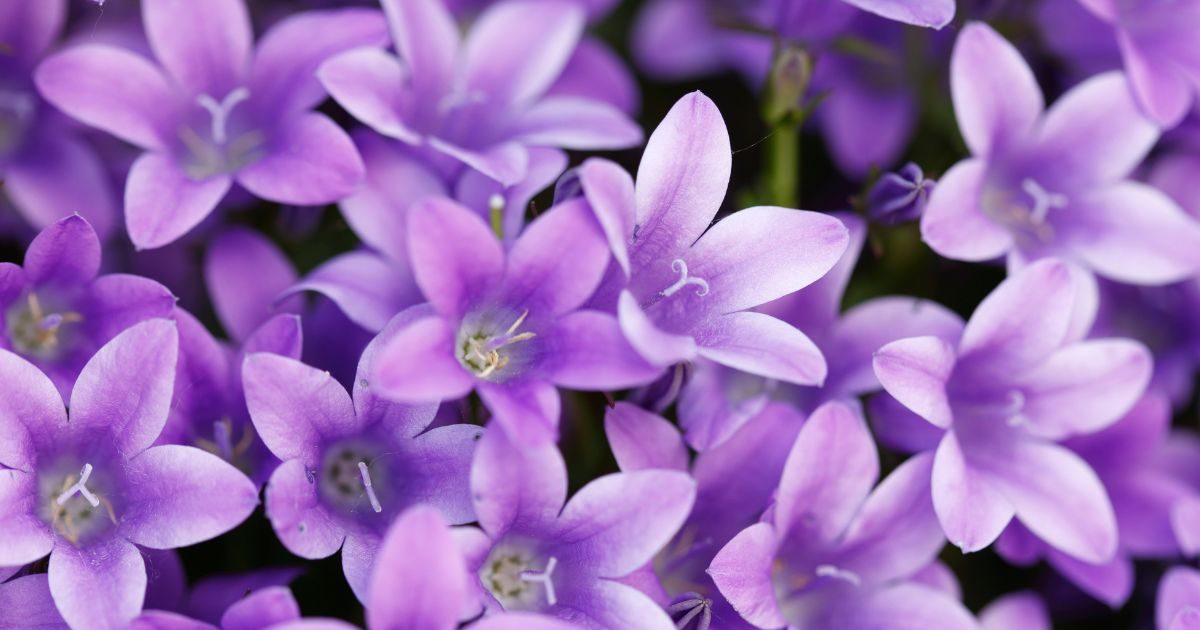 ਇਨ੍ਹਾਂ 5 ਫੁੱਲਾਂ ਦੇ ਪੌਦਿਆਂ ਦੀ ਮਦਦ ਨਾਲ ਦੂਰ ਹੋਵੇਗੀ ਬੋਰੀਅਤ, ਚੰਗਾ ਰਹੇਗਾ ਮੂਡ ...