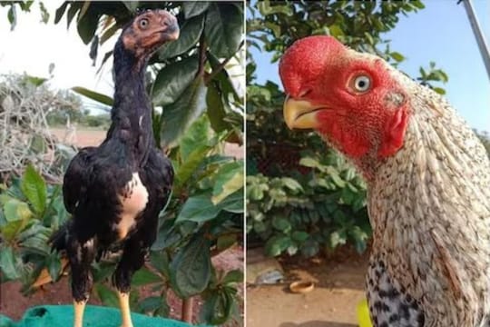Beautiful Chicken: ਦੁਨੀਆ ਦੀ ਸਭ ਤੋਂ ਖੂਬਸੂਰਤ ਮੁਰਗੀ ਨੇ ਜਿੱਤਿਆ ਸੁੰਦਰਤਾ ...