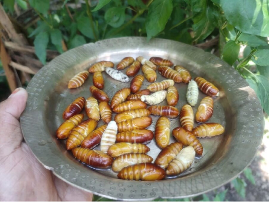 Insect Food In India : ਭਾਰਤ ਦੇ ਉਹ ਸੂਬੇ ਜਿੱਥੇ ਬੜੇ ਚਾਅ ਨਾਲ ਖਾਧੇ ਜਾਂਦੇ ਨੇ ...