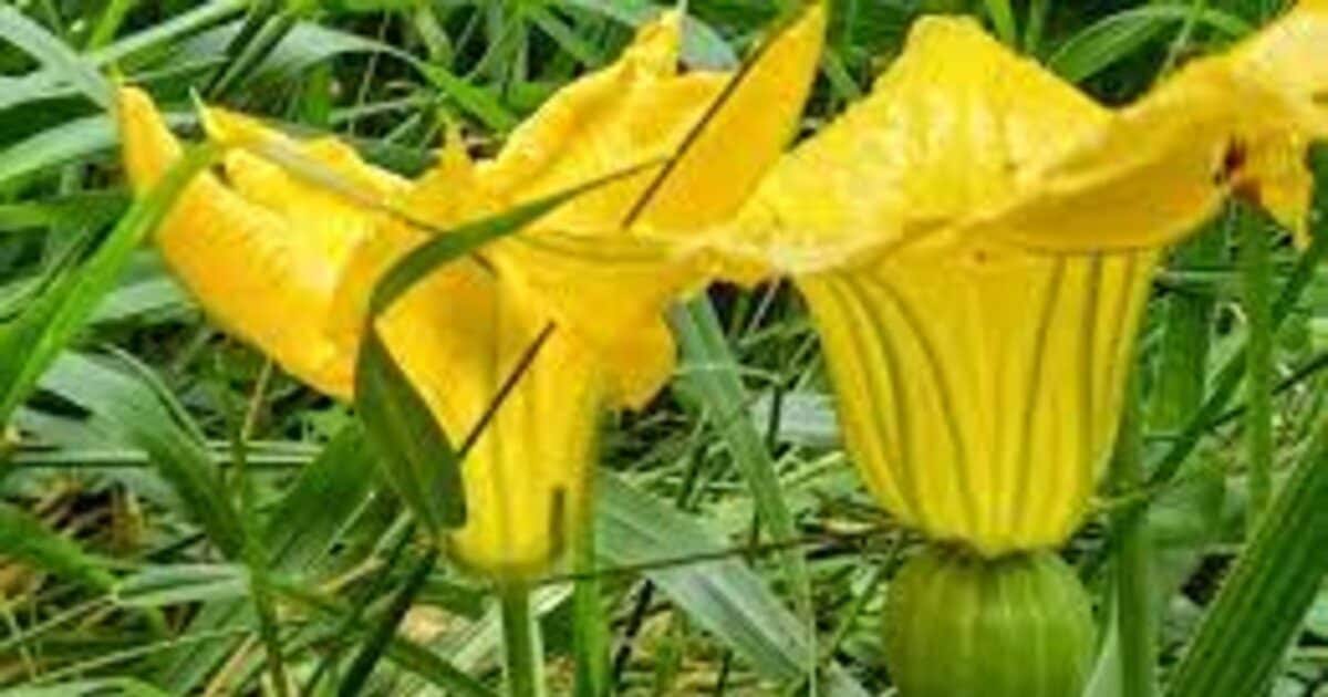 Know how pumpkin flowers are beneficial for health– News18 Punjab