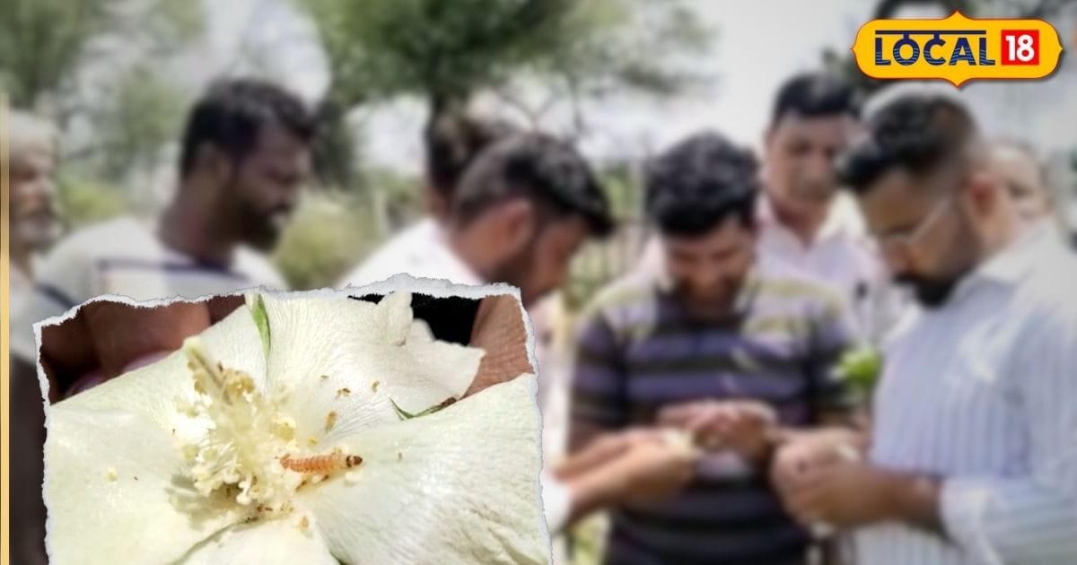 pink bollworm gulabi sundi damages farmer crops abohar– News18 Punjab