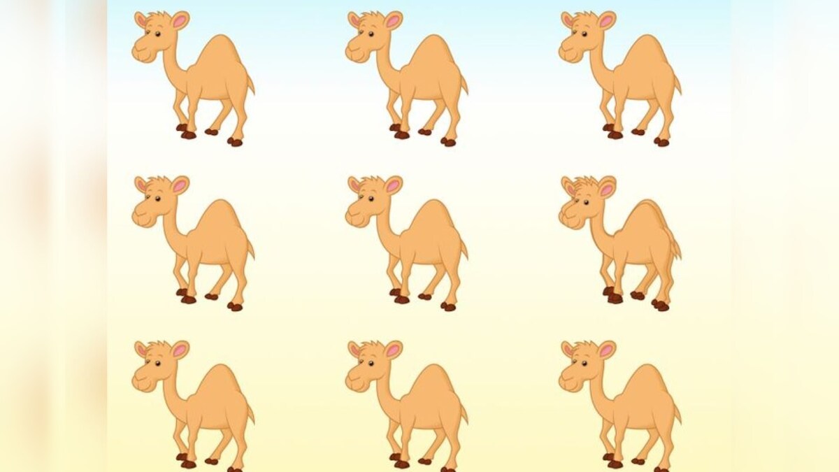 ਤਸਵੀਰ 'ਚ ਦੇਖ ਕੇ ਦੱਸੋ ਊਠ ਦੀ ਕੁੱਲ ਗਿਣਤੀ? 5 ਸਕਿੰਟਾਂ 'ਚ ਪਹੇਲੀ ਨੂੰ ਕਰੋ ਹਲ ...