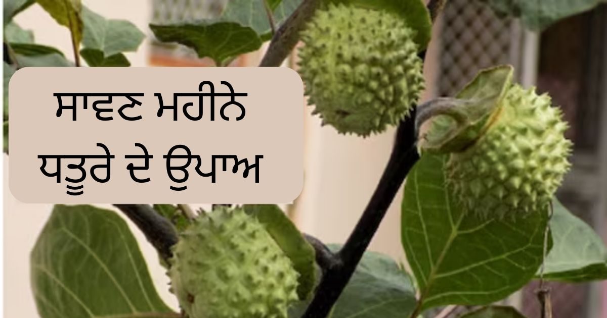 ਸਾਵਣ ਦੇ ਮਹੀਨੇ ਸ਼ਿਵ ਪੂਜਾ ਦੌਰਾਨ ਕਰੋ ਧਤੂਰੇ ਨਾਲ ਇਹ ਉਪਾਅ, Do this remedy ...