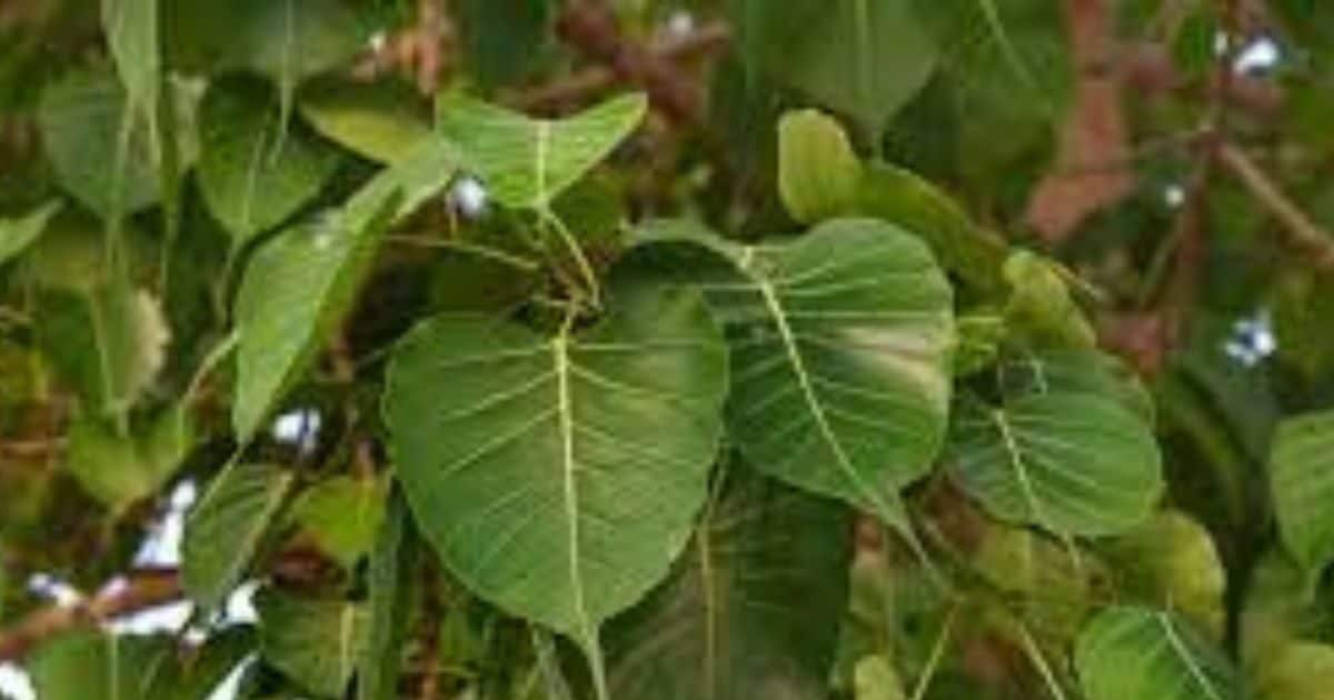 ਹਿੰਦੂ ਮਾਨਤਾ: ਪਿੱਪਲ ਦੇ ਰੁੱਖ 'ਤੇ ਹੁੰਦਾ ਹੈ ਦੇਵੀ-ਦੇਵਤਿਆਂ ਅਤੇ ਪਿੱਤਰਾਂ ਦਾ ਵਾਸ ...