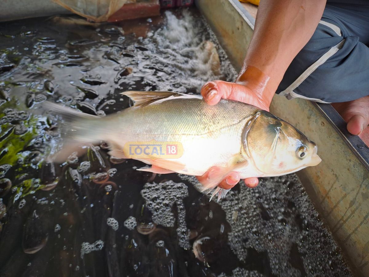 ਵੰਡ ਤੋਂ ਪਹਿਲਾਂ ਦੀ ਦੁਕਾਨ, ਜਿੱਥੋਂ ਮਿਲਦੇ Patiala ਦੇ ਮਸ਼ਹੂਰ 'ਮੱਛੀ ਦੇ ਪਕੌੜੇ ...