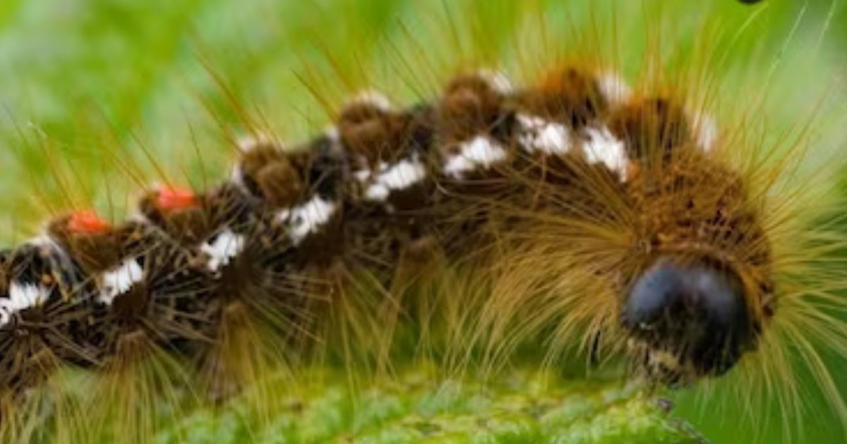 ਬਰਸਾਤ ਦੇ ਮੌਸਮ 'ਚ ਦਿੱਖਣ ਇਹ ਕੀੜੇ ਤਾਂ ਫ਼ੌਰਨ ਹੋ ਜਾਓ ਸਾਵਧਾਨ, ਹੋ ਸਕਦੀ ਹੈ ...