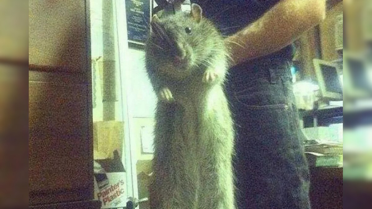 ਇਸ ਸ਼ਹਿਰ 'ਚ ਹੈ ਚੂਹਿਆਂ ਦੀ 'ਰਾਜਧਾਨੀ', ਮਨੁੱਖੀ ਬੱਚਿਆਂ ਵਾਂਗ ਹੋ ਗਏ ਹਨ ਵੱਡੇ ...