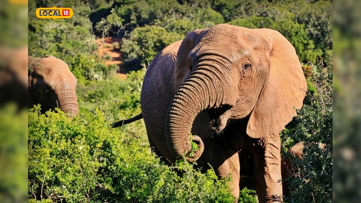 ਹਥਣੀ ਦੇ ਦੁੱਧ ਵਿਚ ਹੁੰਦਾ ਹੈ ਸ਼ਰਾਬ ਨਾਲੋਂ ਵੱਧ ਨਸ਼ਾ!, ਮਾਹਰਾਂ ਨੇ ਦੱਸੀ ਇਹ ...