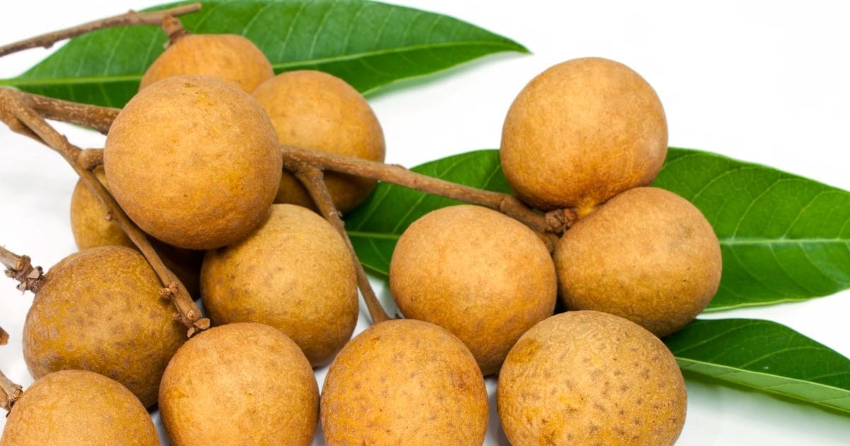 ਲੀਚੀ ਵਰਗਾ ਦਿਖਣ ਵਾਲਾ ਇਹ ਫਲ ਗੁਣਾ ਦਾ ਹੈ ਖ਼ਜ਼ਾਨਾ, ਤਣਾਅ ਅਤੇ ਬਲੱਡ ਪ੍ਰੈਸ਼ਰ ਨੂੰ ਕਰਦਾ ਹੈ ਕੰਟਰੋਲ– News18 ...